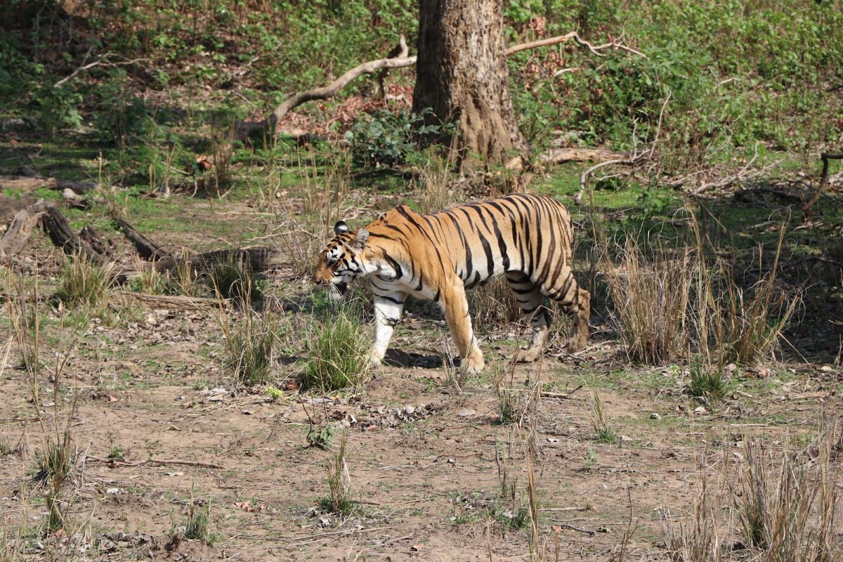 Crouching Tiger: Spotting The Rare Creature On A Jaunt Through Kanha ...