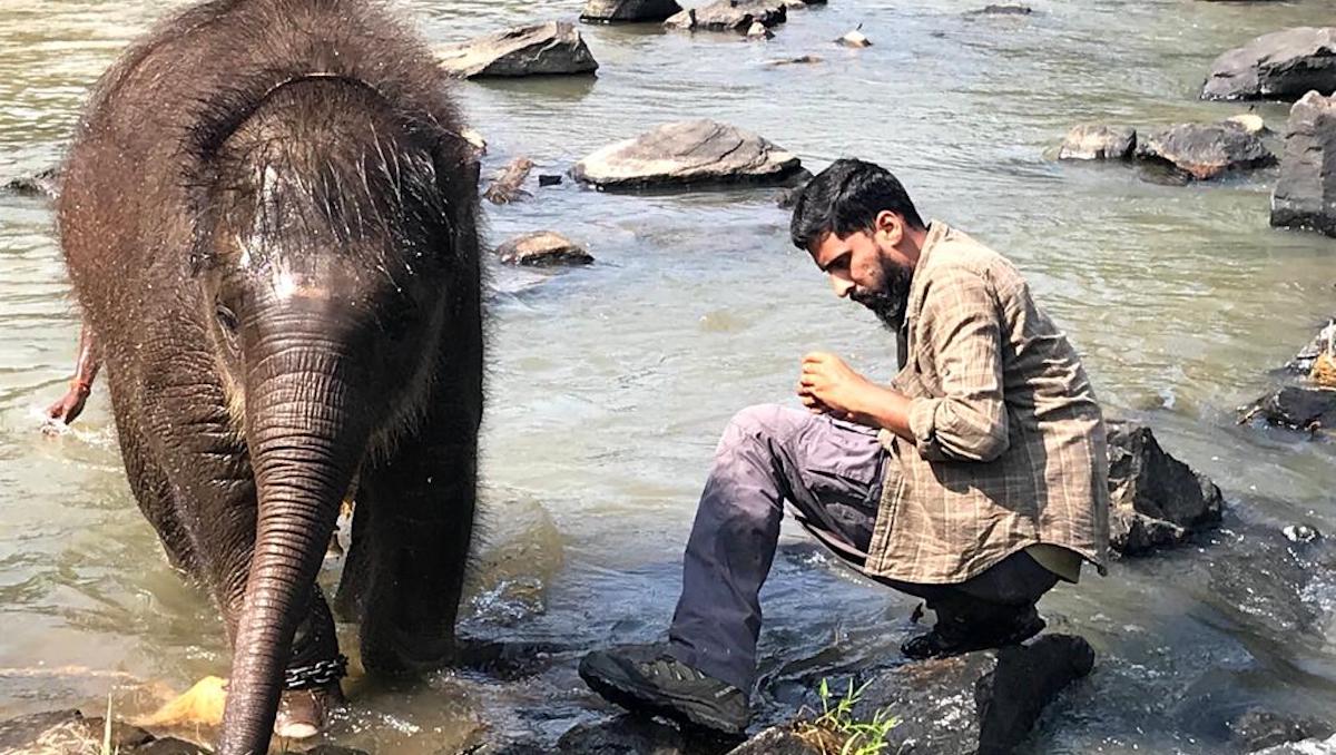 Behind The Scenes With Oscar-Winning "The Elephant Whisperers"