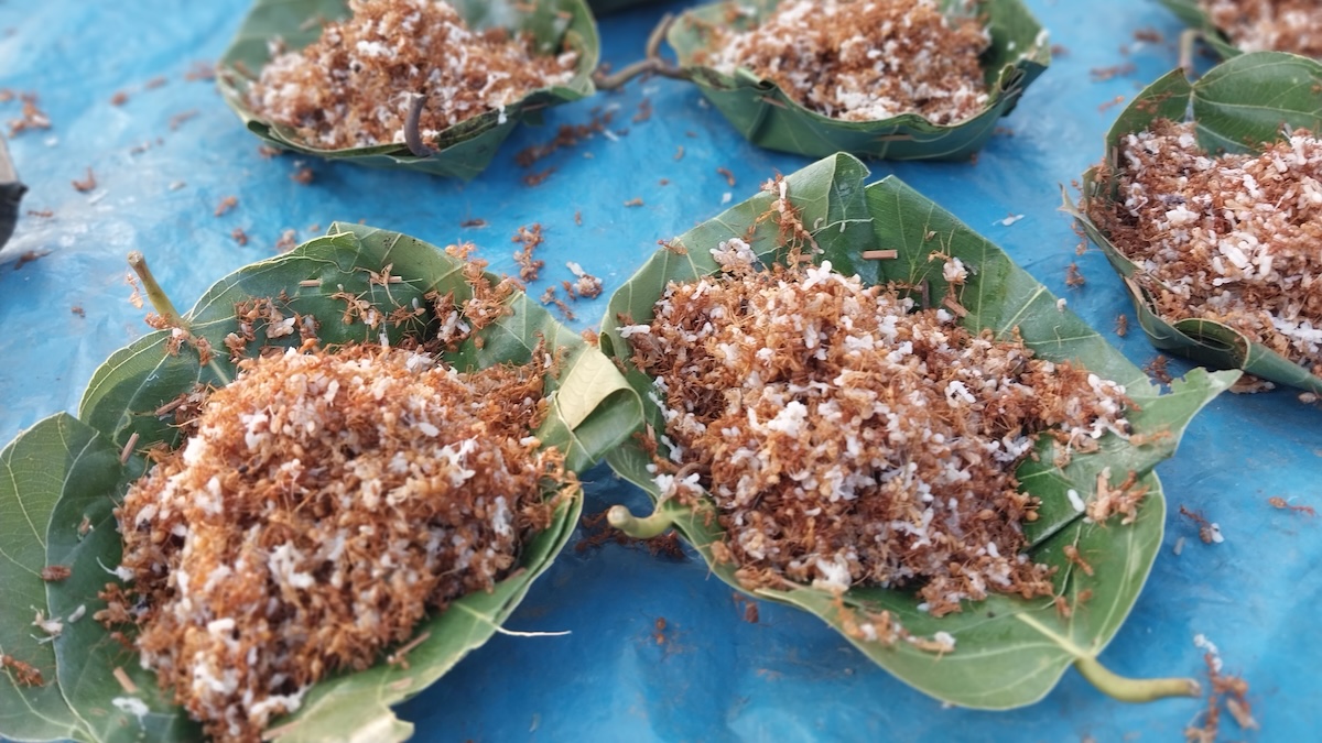 How About A Side Of Red Ant Chutney?