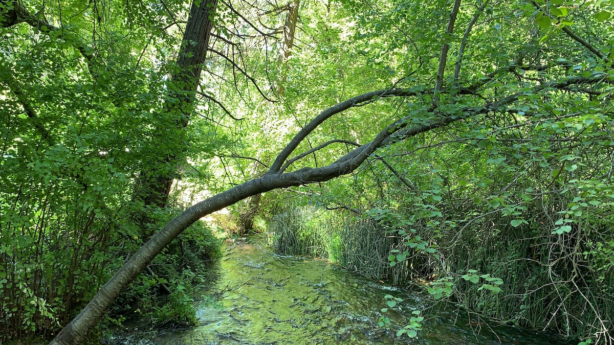 Come, Let’s Do Nothing!